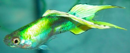 International Guppy Show at Nottingham - Practical Fishkeeping