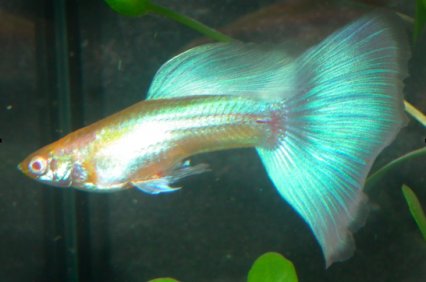 International Guppy Show at Nottingham - Practical Fishkeeping