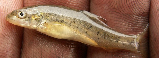 Refuge created for flood-risk fish - Practical Fishkeeping