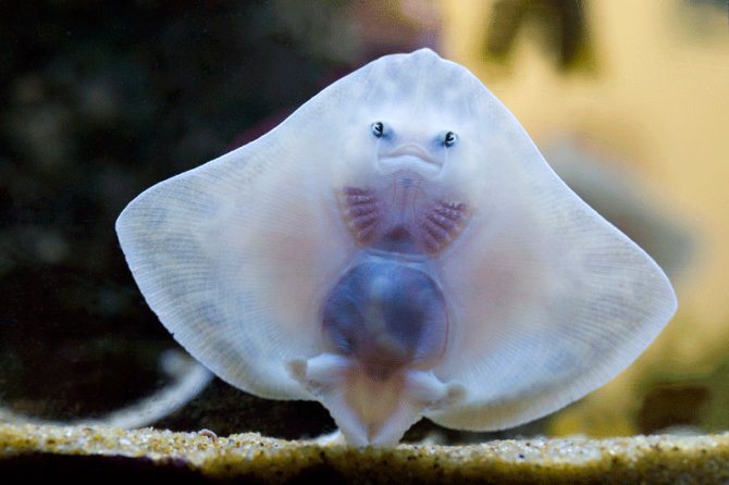 Live 'n' Deadly at Aberdeen aquarium - Practical Fishkeeping