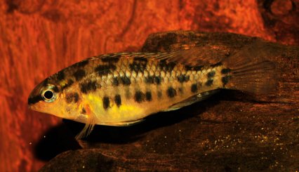Two new Dicrossus cichlids described - Practical Fishkeeping