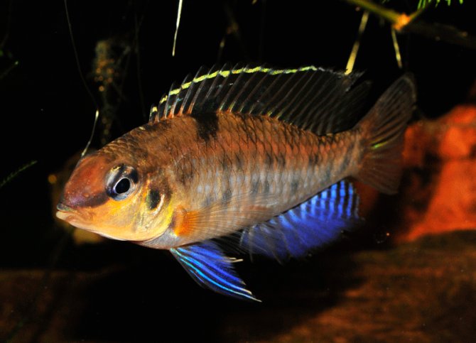 Two new Dicrossus cichlids described - Practical Fishkeeping