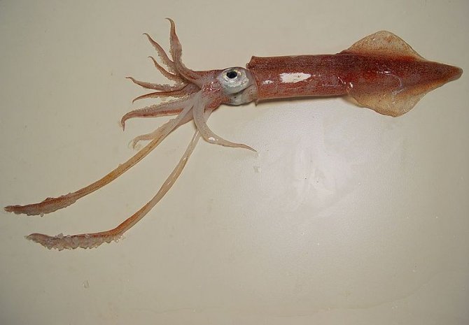 Squid provides insight into evolution of hearing - Practical Fishkeeping