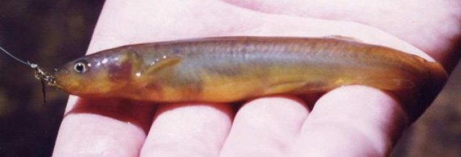 A galaxy of Galaxias, where once there was one... - Practical Fishkeeping