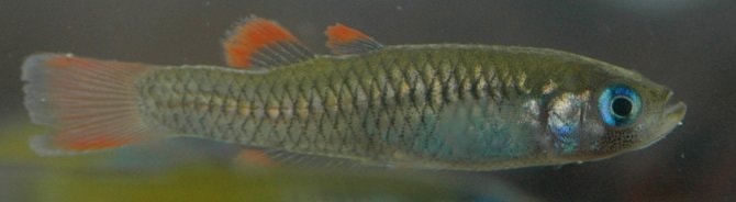 New effort to save Australia's rarest freshwater fish - Practical ...