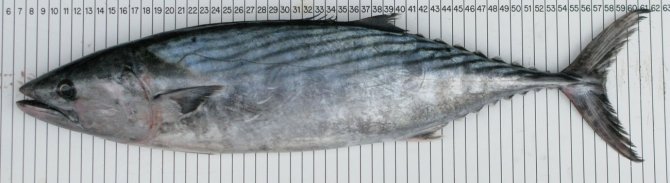 Atlantic fish caught in the North Sea - Practical Fishkeeping