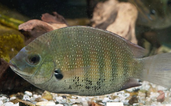 Green chromides colonise Singapore - Practical Fishkeeping