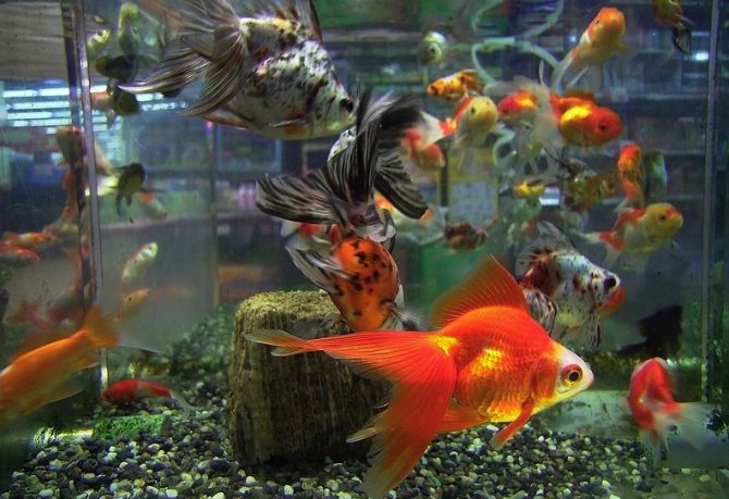 Heroic goldfish protect world leaders - Practical Fishkeeping