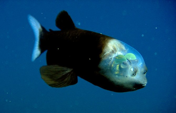 Researchers study fish with transparent head - Practical Fishkeeping
