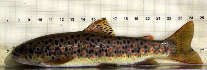 Fish shrink during cold winters - Practical Fishkeeping