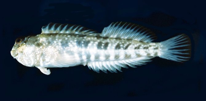 New blenny from the Red Sea - Practical Fishkeeping