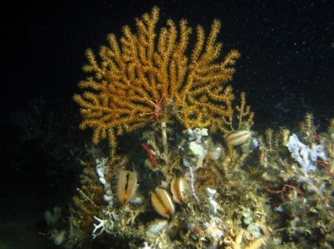 Rare cold water corals discovered - Practical Fishkeeping