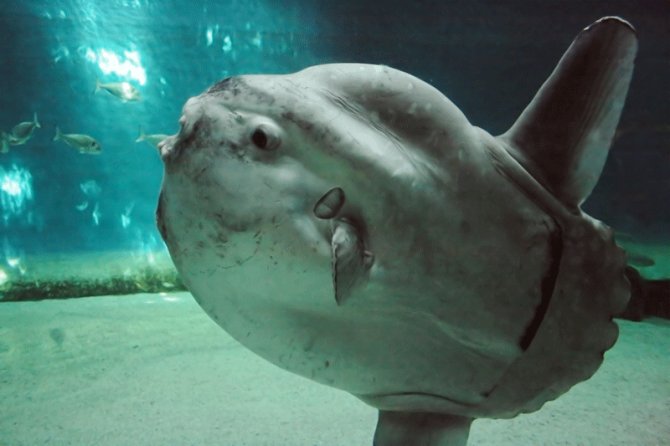 Weird fish of the week: Ocean sunfish - Practical Fishkeeping