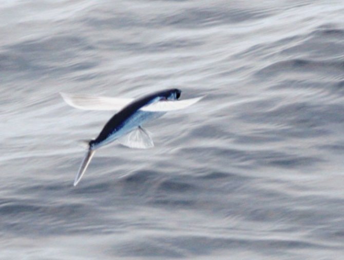 New study into how flying fish glide - Practical Fishkeeping