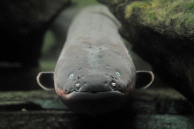 Shocking secrets of electric fish revealed - Practical Fishkeeping
