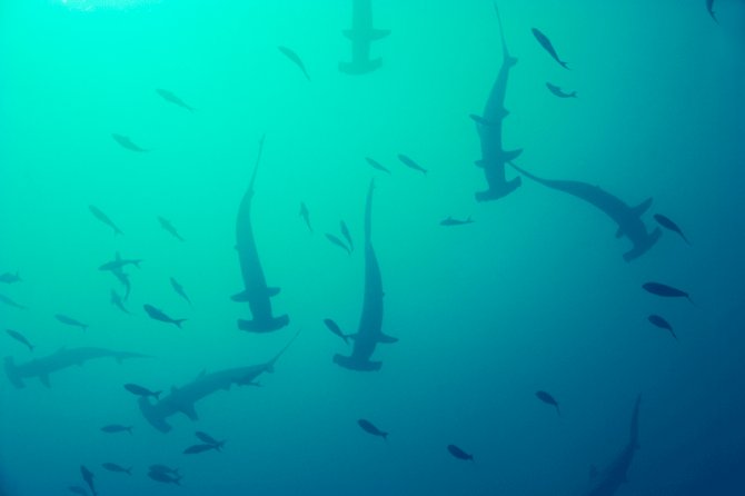 New protection measures for sharks - Practical Fishkeeping