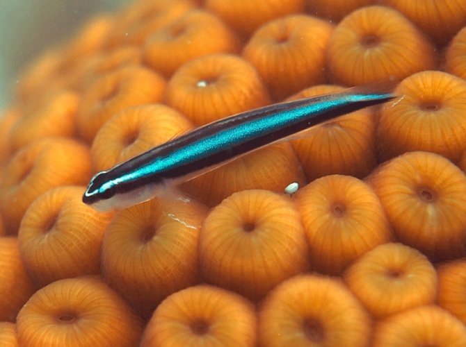 Cleaner gobies offer a good, honest service - Practical Fishkeeping