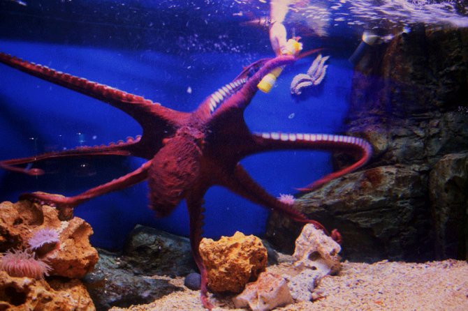 Octopus is crazy for Christmas crackers - Practical Fishkeeping