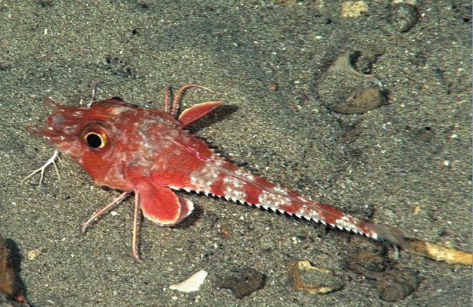 New species of searobin described - Practical Fishkeeping