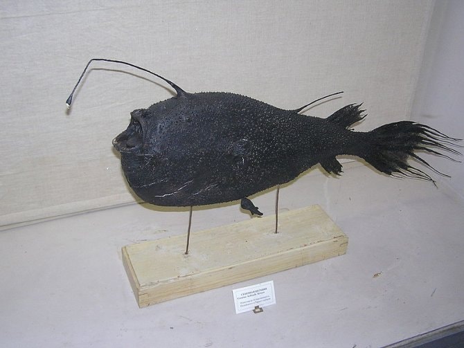 Weird fish of the week: Kroyer's deep-sea angler fish - Practical ...