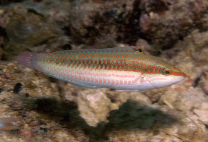 Two new wrasses described from the East Indies - Practical Fishkeeping