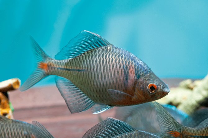 Fish use landmarks as 'fences' - Practical Fishkeeping