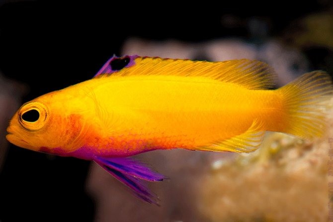 New yellow basslet described - Practical Fishkeeping