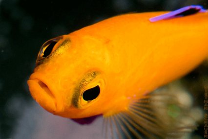 New yellow basslet described - Practical Fishkeeping