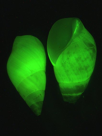 Snail lights up to deter predators - Practical Fishkeeping