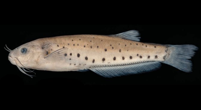 New species of trichomycterid catfish described - Practical Fishkeeping