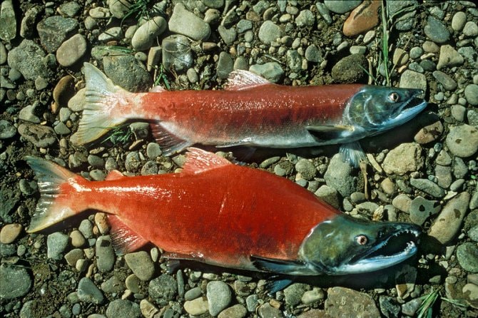 'Extinct' salmon rediscovered - Practical Fishkeeping