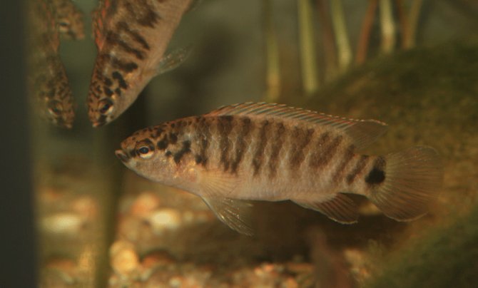 New species of Badis described - Practical Fishkeeping