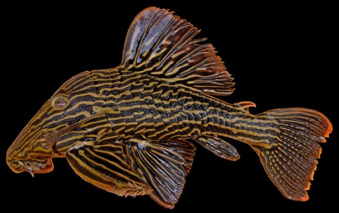 Three new species of Panaque described - Practical Fishkeeping