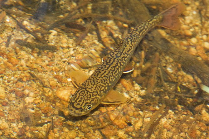 The consequences of moving fish from one habitat to another - Practical ...