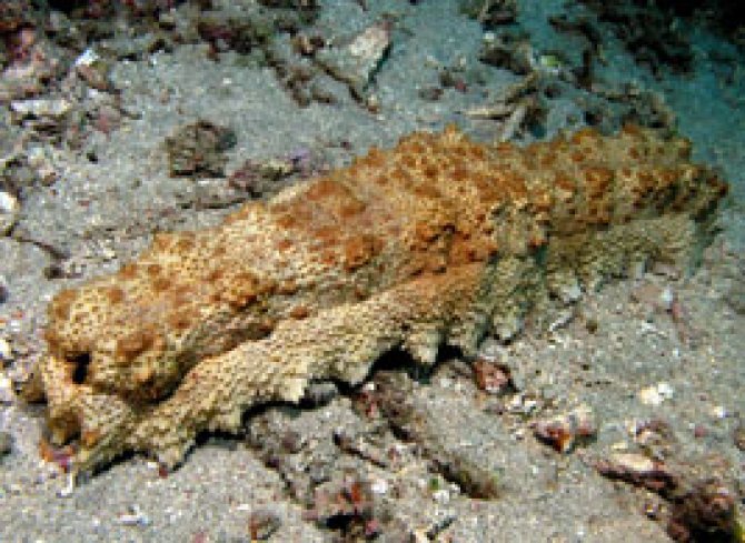 Could the sea cucumber be the saviour of our seas? - Practical Fishkeeping