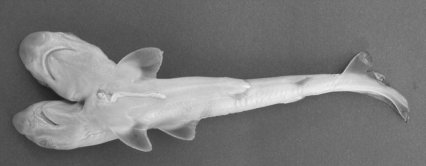 Two-headed shark embryos discovered - Practical Fishkeeping
