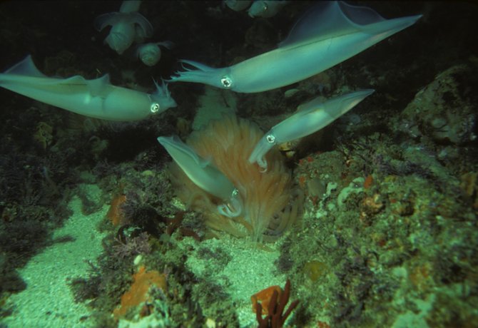 It's in the eggs - what makes male squid mad with rage - Practical ...