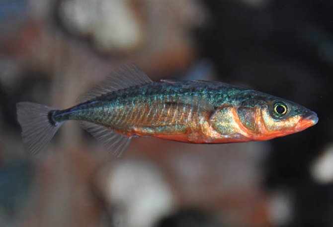 Noise pollution affects feeding in fish - Practical Fishkeeping