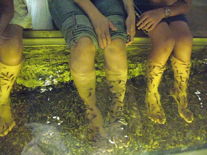Fish pedicures to be investigated by Health Protection Agency ...