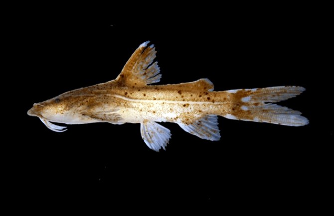 New species of Pseudolaguvia catfish described - Practical Fishkeeping