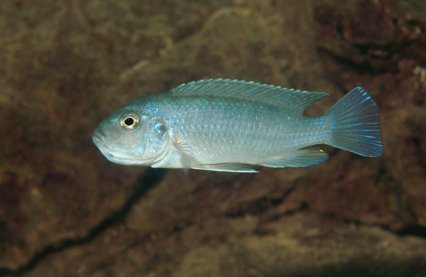 Five new Metriaclima species from Lake Malawi - Practical Fishkeeping