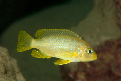 Five new Metriaclima species from Lake Malawi - Practical Fishkeeping