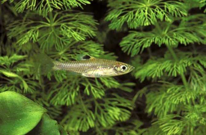 New species of rasborine fish described - Practical Fishkeeping