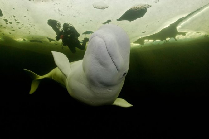 Aquarium plans to import Beluga whales - Practical Fishkeeping
