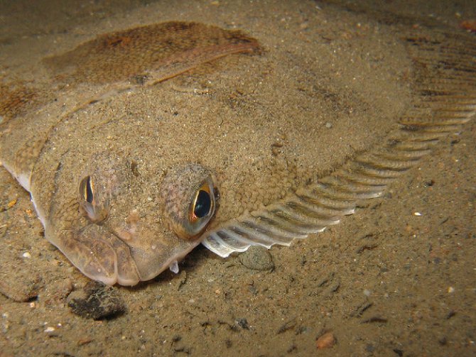 Bottom trawling leads to hungry fish - Practical Fishkeeping
