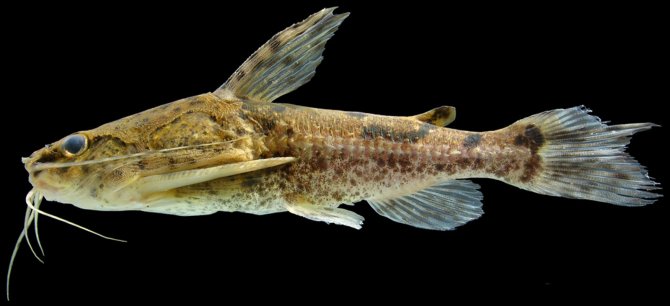 New species of Scorpiodoras catfish described - Practical Fishkeeping