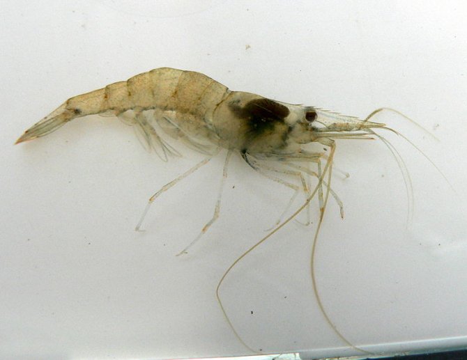 Shrimps survive under pressure - Practical Fishkeeping
