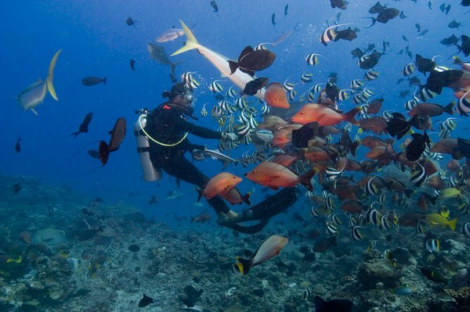 Counting reef fish could now be easier - Practical Fishkeeping