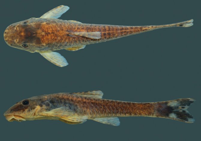 New species of miniature plec described - Practical Fishkeeping