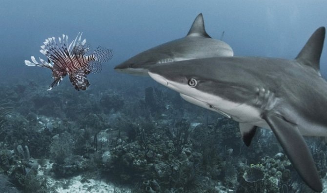Sharks trained to hunt alien lionfish - Practical Fishkeeping